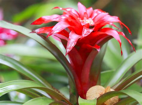 Bromeliad Plant Propagation