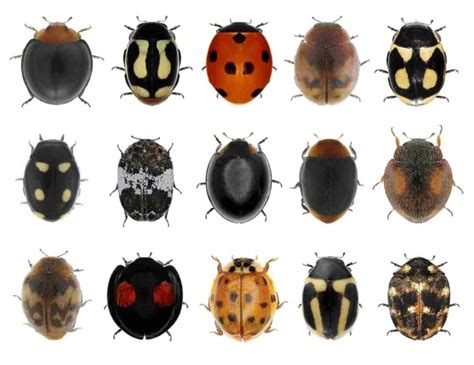 Ladybug Physical Characteristics At Nate Vidal Blog
