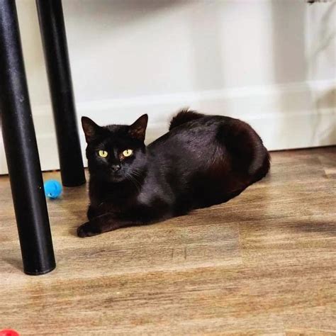 Maleficent Purrfect Haven Cat Rescue