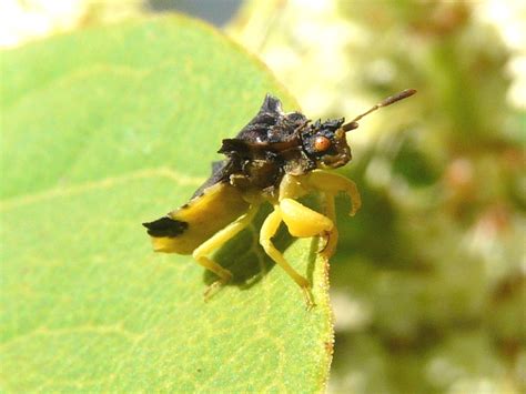 Toronto Wildlife Ambush And Assassin Bugs