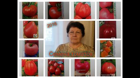 Семена томатов на 2016 год Youtube