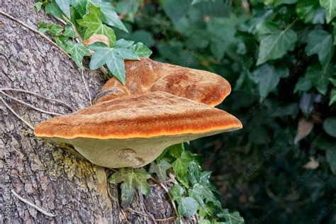 Inonotus Hispidus Shaggy Bracket A Fungus Growing On Apple Tree Bark