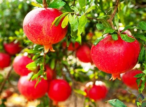 از پیش بینی تولید بالغ بر ۱۱ هزار تن کلم در کوار تا کاشت انار واندرفول برای نخستین بار در این