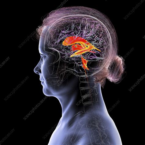 Ventricular System Of Brain Illustration Stock Image F0459650