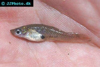 Mosquitofish Gambusia Affinis Care Diet Breeding Tank Setup