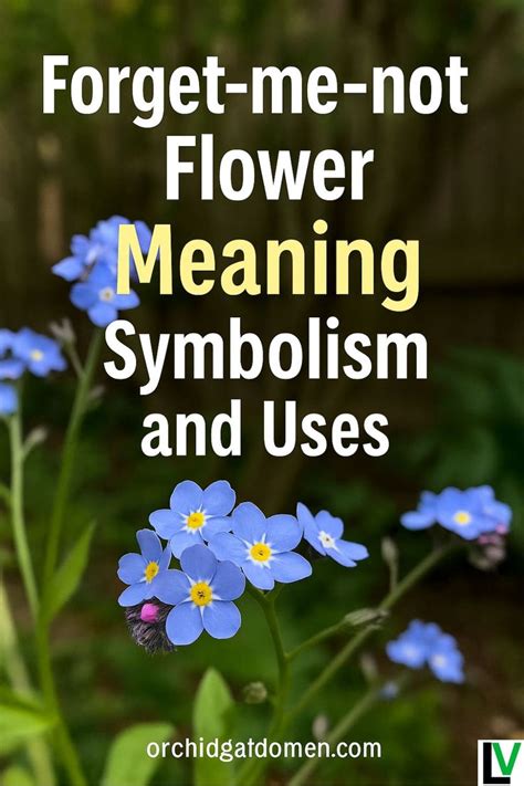 Forget Me Not Flower Meaning Symbolism And Uses Flower Meanings