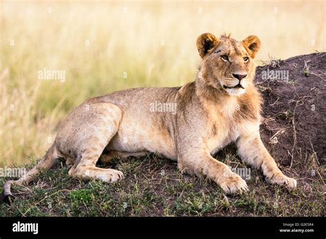 Male Lions