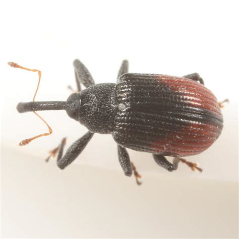 Hickory Weevil Anthonomus Suturalis Bugguide Net