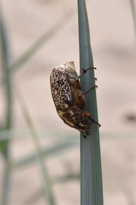 Insect Worm Blade Of Grass Free Photo On Pixabay Pixabay