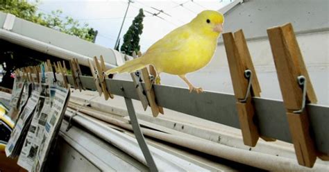 Καναρινί Τύπος ΕΦΣΥΝ