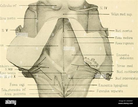 The American Journal Of Anatomy Y A Lateral Sub Divisionof The Vago
