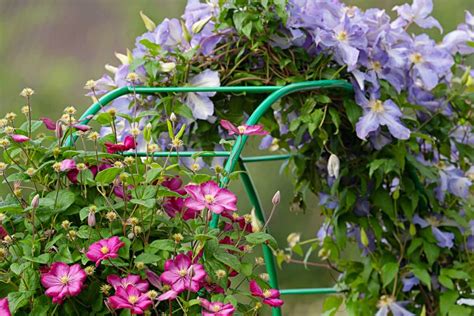Natures Resilience 15 Hardy Plants For Uk Climates Airtasker Uk