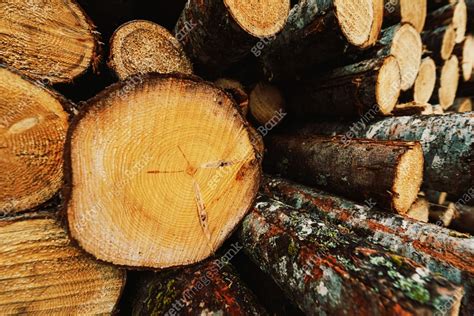 Logging Operation 이미지 1190466477 게티이미지뱅크