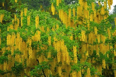 Características Y Cuidados Del árbol Lluvia De Oro Golden Chain Tree