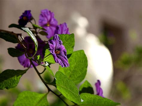 Free Picture Nightshade Flowers