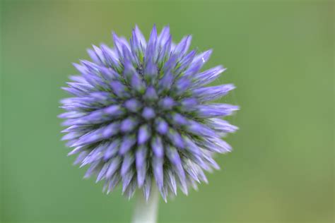 Pricky Ball 2 By Dorenna On Deviantart