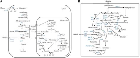 Frontiers Microbial Biosynthesis Of L Malic Acid And Related