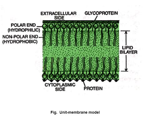 Cytoplasm And Cell Membrane Definition Characteristics And Explanation