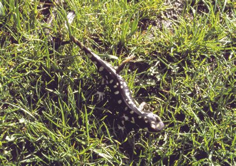 Photo Gallery • California Tiger Salamander