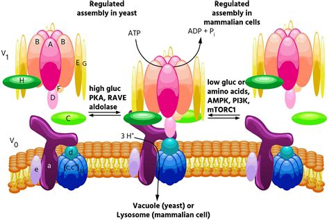 Frontiers Regulation Of V Atpase Assembly In Nutrient Sensing And