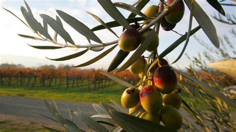 Prodhimi I Vajit Të Ullirit Në Zonën E Beratit