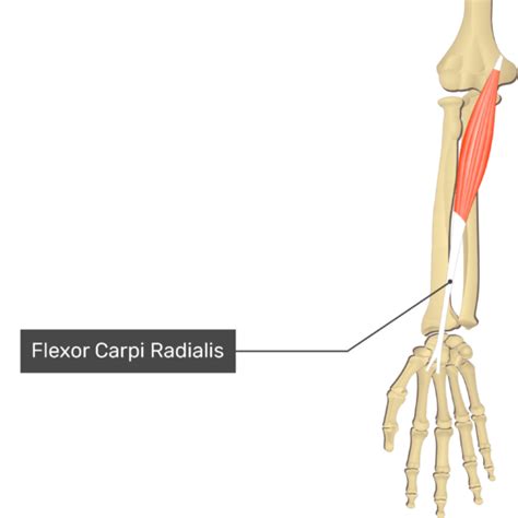 Flexor Carpi Radialis Getbodysmart