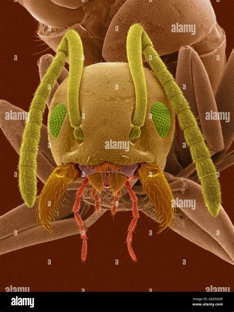 Coloured Scanning Electron Micrograph Sem Of Odorous House Ant