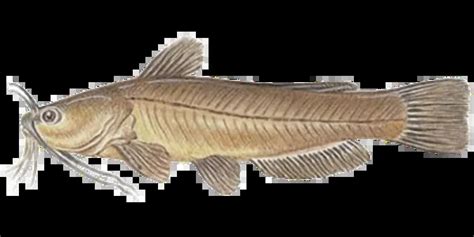 Yellow Bullhead Catfish Danbury Fish Farms