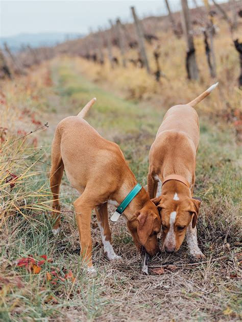 A Guide To Ringworm In Dogs What It Is And How To Treat It · Kinship