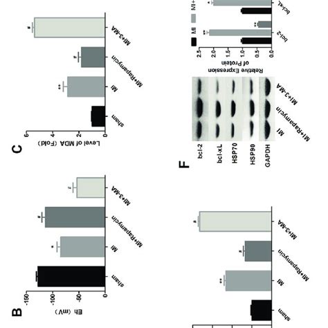 Evaluation Of The Effects Of Autophagy On Ros A The Ros Levels In