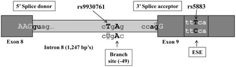 Cholesteryl Ester Transfer Protein Cetp Polymorphisms Affect Mrna
