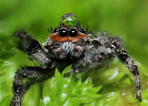 Паук скакун 63 фото красивые фото и картинки Pofotoclub