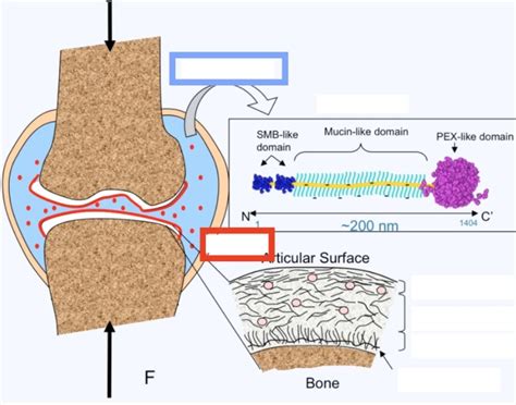 Synovial Fluid And Articular Cartilage Model Quiz
