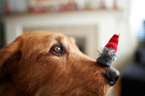 Tomte Dolls Year 3 Kern Photo Kern Photo