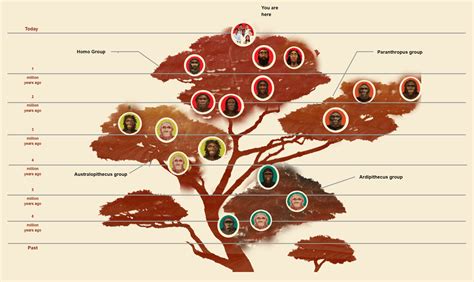 Human Evolution Phylogenetic Tree Árbol De La Evolución Humana