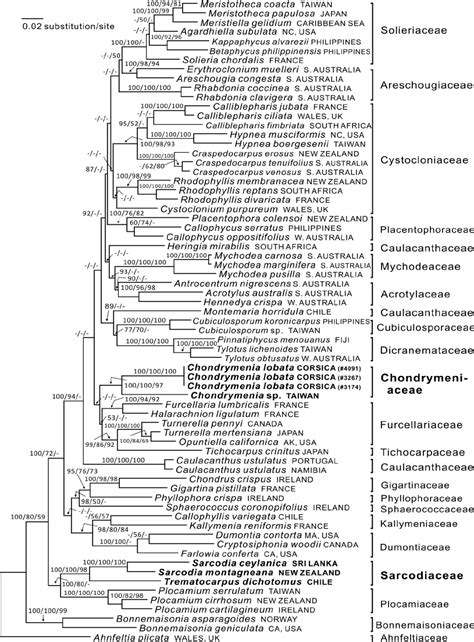 Rbc L Phylogeny Ml Tree In L − 218775021 Of The Proposed New