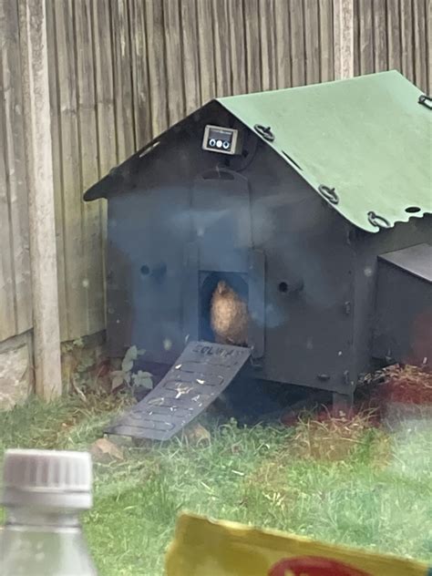 My Chicken Called Chicky Dont Judge Me I Was 5 Is There Anything I