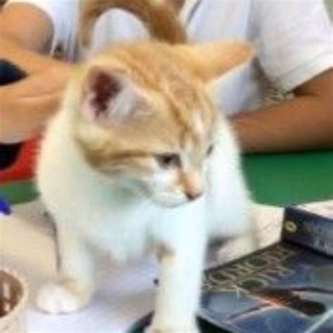 Stokenham Primary School Kittens