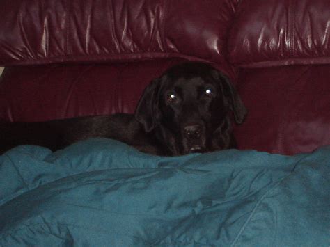 Shadow Grumpy By Grisendrin On Deviantart