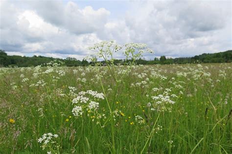 Palīgs Pļavas Aprūpē Lalv