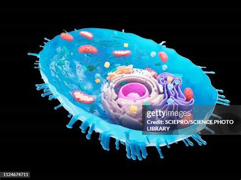 Cytoskeleton Photos And Premium High Res Pictures Getty Images