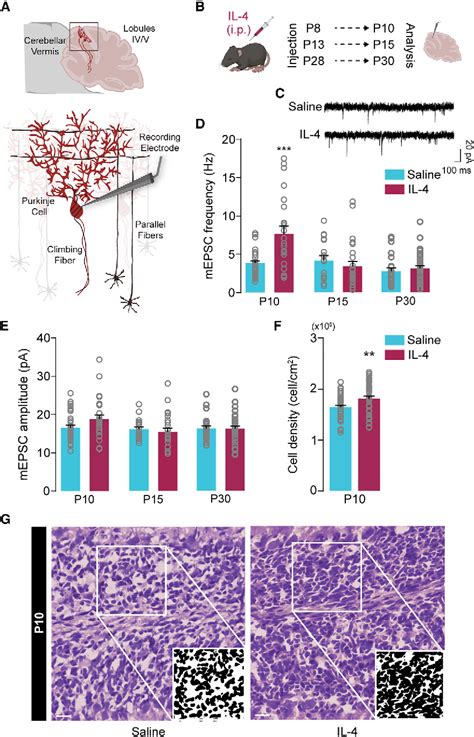 Figure 2 From Il 4 Shapes Microglia Dependent Pruning Of The Cerebellum
