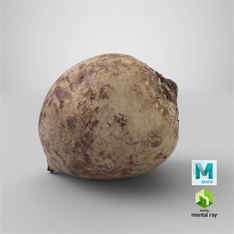 Beetroot 04 3d Model 29 Obj Max C4d Fbx Ma Free3d