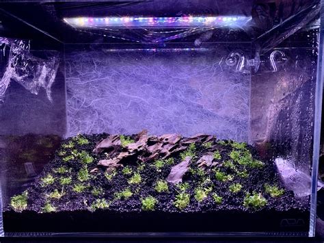 Dry Starting My Monte Carlo For My Iwagumi R Plantedtank