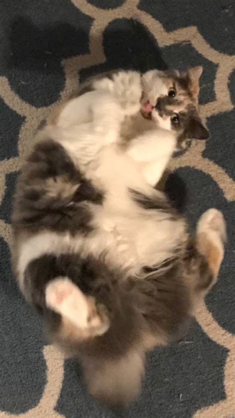 Meet Rawry Scrolller