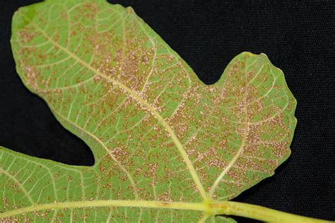 Fig Diseases And Pests Description Uses Propagation