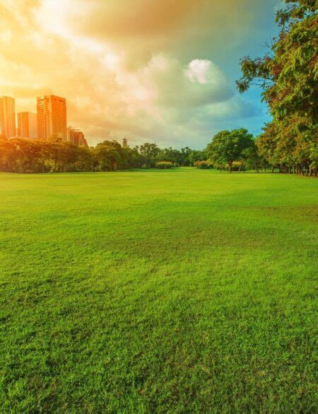 How To Control Wire Grass In Your Lawn 2025 Todays Homeowner