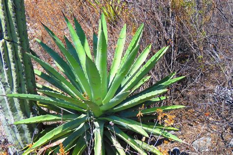 Agave Lyobaa From Zapotitlan Salinas Pue On 21 March 2019 At 01 19 Pm By Leticia Soriano