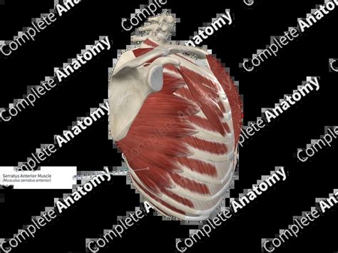 Serratus Anterior Muscle Complete Anatomy