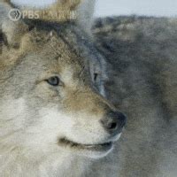 White Wolf Howling 